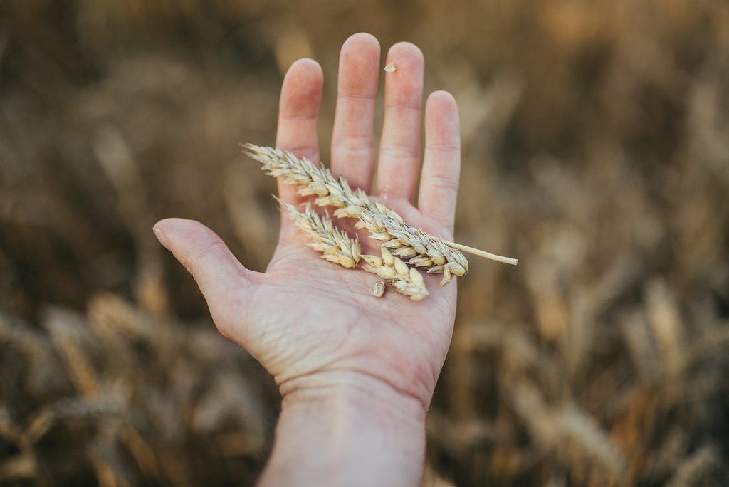 Cabinet approves MSP for all Rabi Crops for Marketing Season 2023-24 Cabinet approves MSP for all Rabi Crops for Marketing Season 2023-24